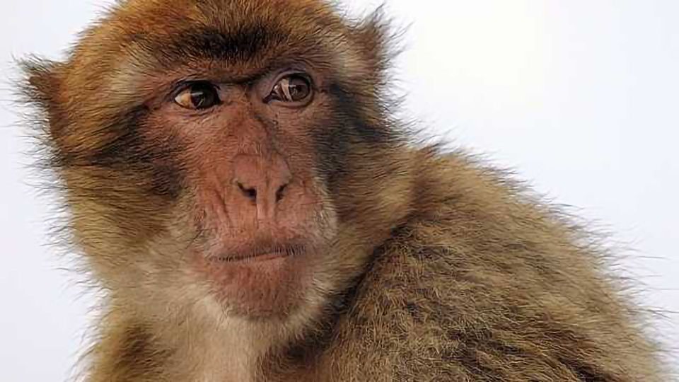 Aged Rhesus Macacque Monkey Brains Show Similar Alzheimer's Pathology ...