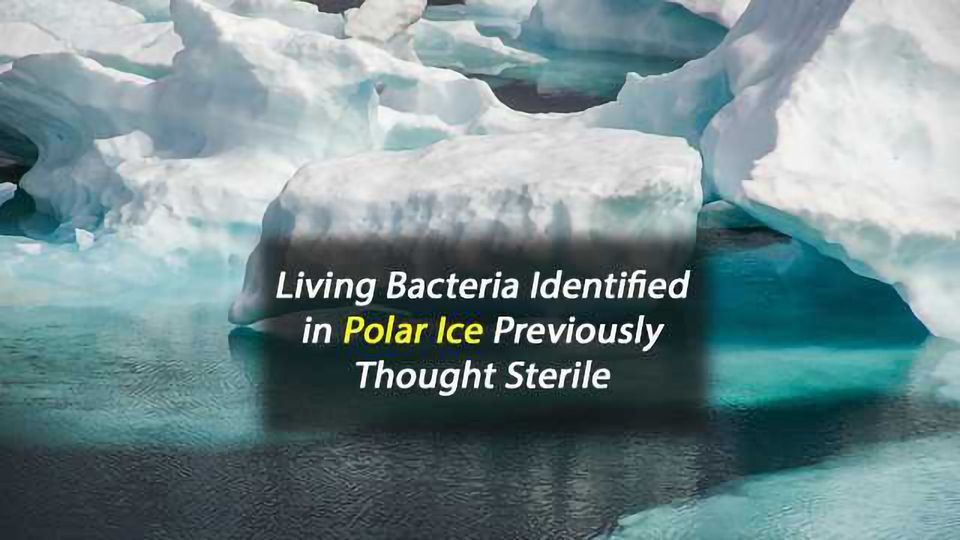 Direct Observations of Living Bacteria in Polar Ice and Snow – An ...