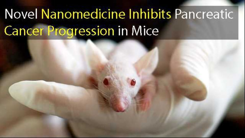 Progression of Pancreatic Cancer Inhibited by Nanomedicine in Mice ...