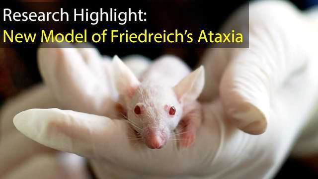 New Model Reveals Reversibility of Friedreich’s Ataxia in Mice ...