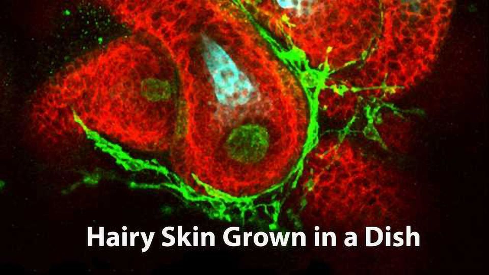 Hairy Skin Grown From Mouse Stem Cells Technology Networks