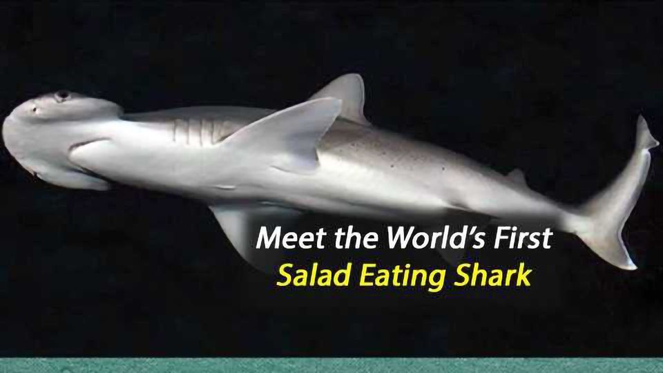Meet the World’s First Salad-Eating Shark | Technology Networks
