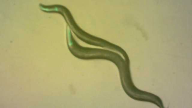 The Worm Species That Lost 7,000 Genes After Evolving to Fertilize ...