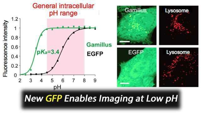 New GFP Enables Imaging at Low pH | Technology Networks