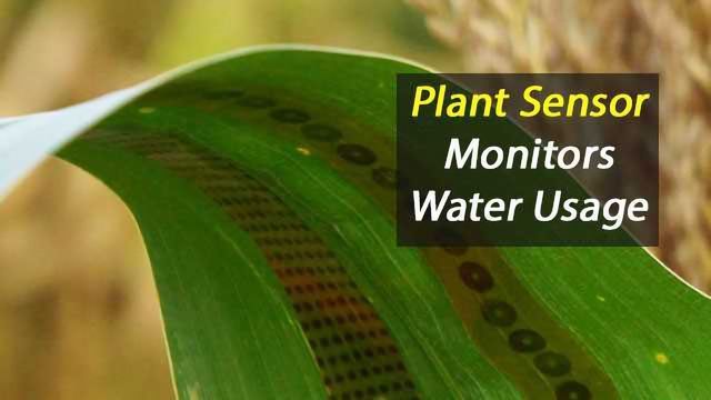 Wearable Plant Sensor Monitors Crop Water Transit | Technology Networks
