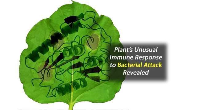 Plant Protein Reveals Surprising Immune Response to Bacterial Attack ...
