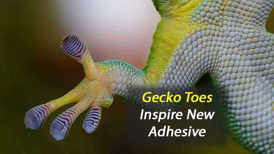 Gecko Toes Inspire New Adhesive | Technology Networks