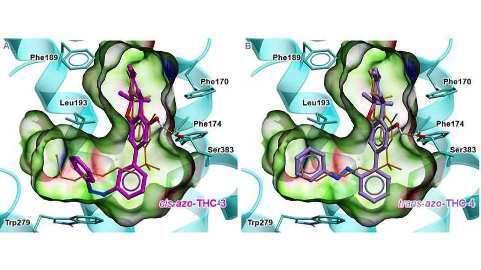 Synthetic THC Enables Optical Control of CB1 Receptor Signaling ...