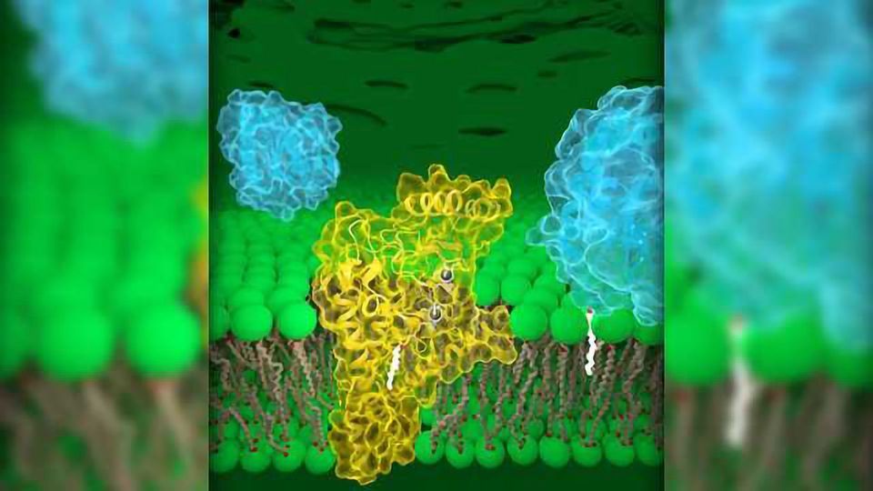 3D Structure of DHHC Proteins Provides Blueprint for Drug Design ...