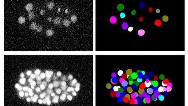 Video Database for Cellular Tracking Created | Technology Networks