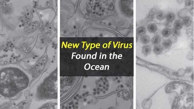 Viral Predators of Marine Bacteria Revealed | Technology Networks