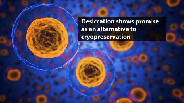 Desiccation Could Provide More Convenient Method of Cell Preservation ...