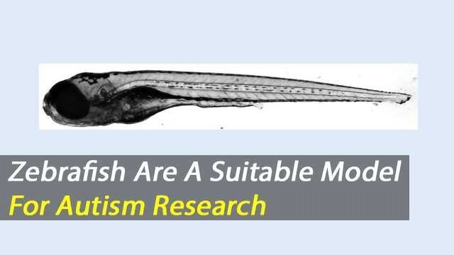 Zebrafish Are a Promising New Model For Autism Research | Technology ...