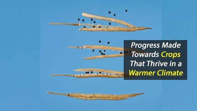 Step Closer to Creating Crops That Are Better Adapted for Climate ...