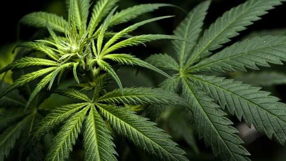 WeedMD Joins Israeli-led Cannabis Database Project | Technology Networks