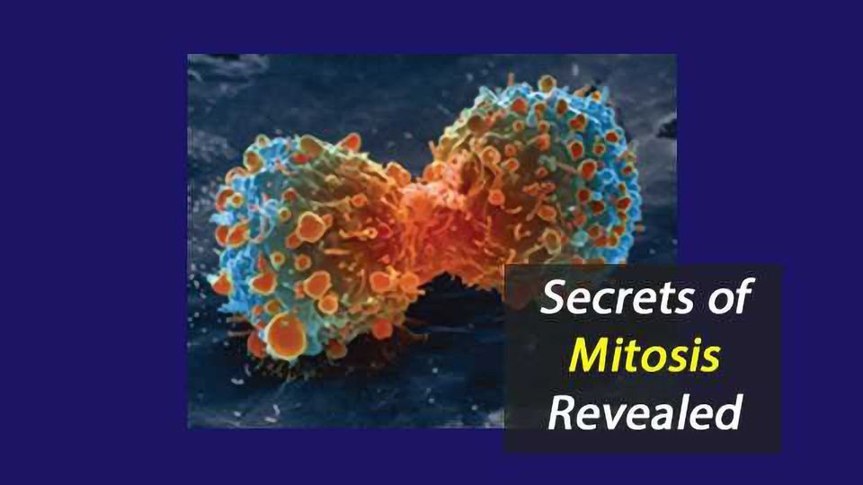 Understanding the Process of Cell Division | Technology Networks