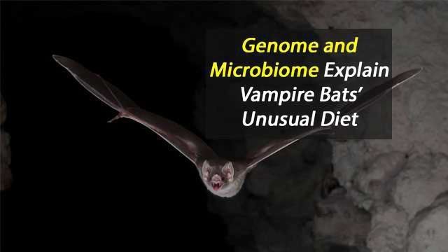 Genome and Microbiome Explain Vampire Bats’ Unusual Diet | Technology ...