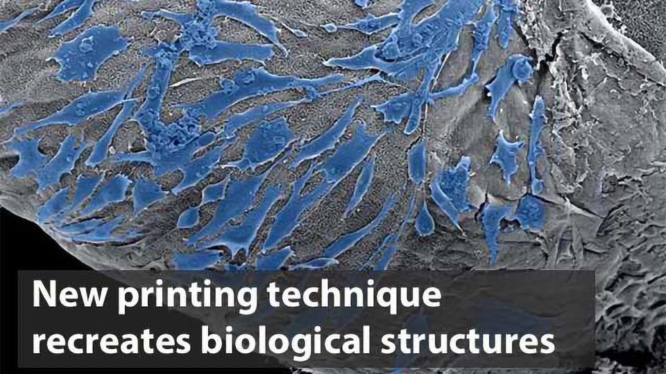 New Printing Technique Uses Cells and Molecules to Recreate Biological ...
