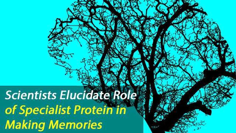 SynDIG4/Prrt1 Is Required for Excitatory Synapse Development and ...