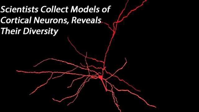 Improving Theoretical Neuroscience: Diversity of cortical neurons ...