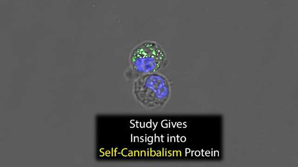 Imaging Brings Central Protein in Cellular Self-Cannibalism into Sharp ...