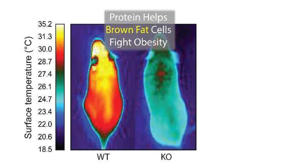 This Protein Can Help Fat Cells Fight Obesity | Technology Networks
