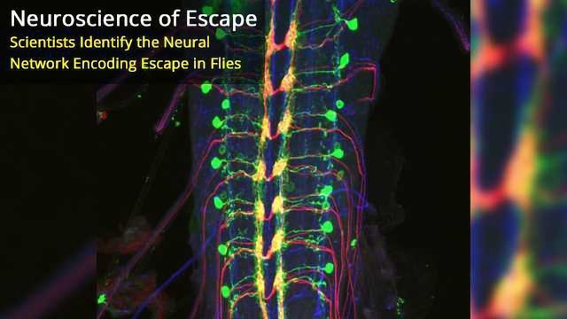 Nociceptive Interneurons Control Modular Motor Pathways to Promote ...
