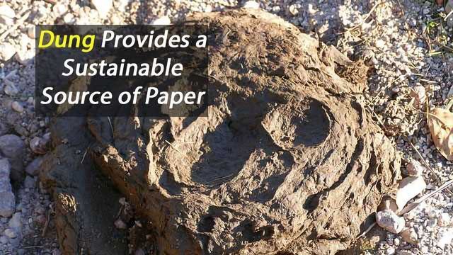 From Poop to Paper | Technology Networks