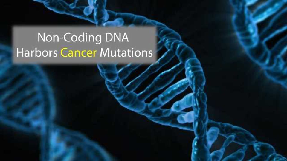Non Coding Dna Contains Cancer Mutations Technology Networks