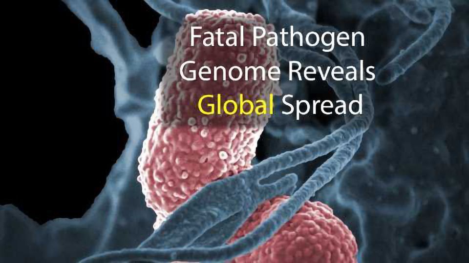 Pathogen Genome Highlights Antibiotic Resistance Threat | Technology ...