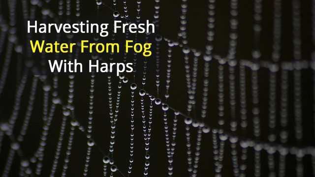 Fog Harvesting with Harps | Technology Networks