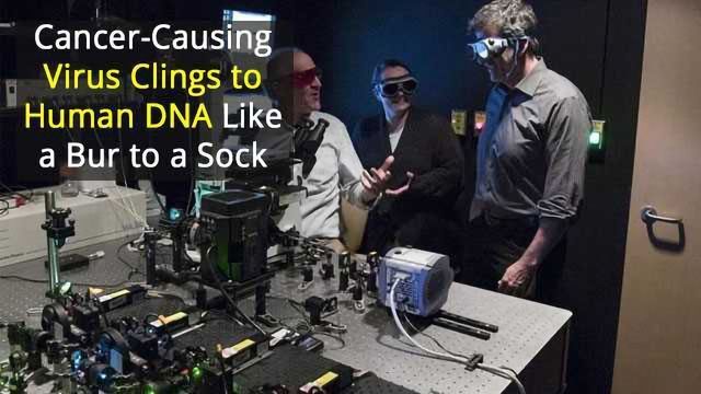 Homemade Microscope Reveals How Viruses Cling to Our DNA | Technology ...