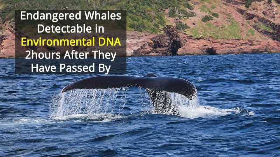 Environmental DNA Analysis Aids Wildlife Monitoring | Technology Networks