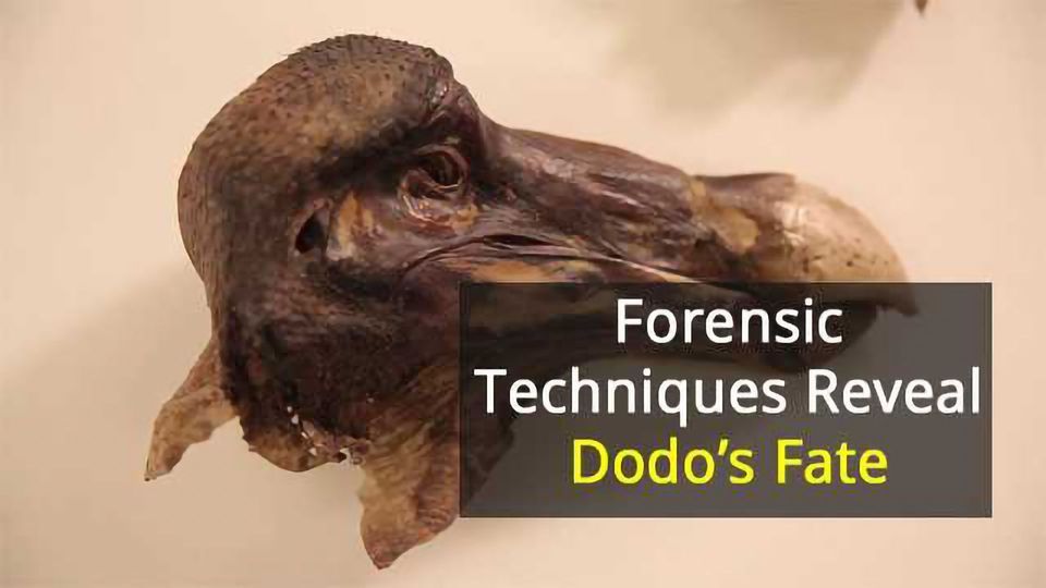 Dodo’s Violent Death Revealed | Technology Networks