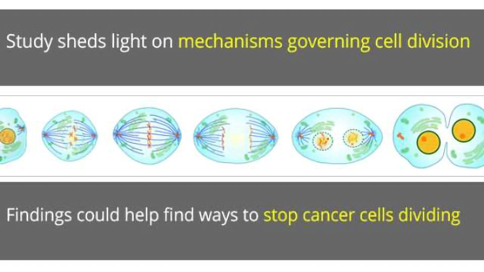 New Understanding of How Cells Divide | Technology Networks