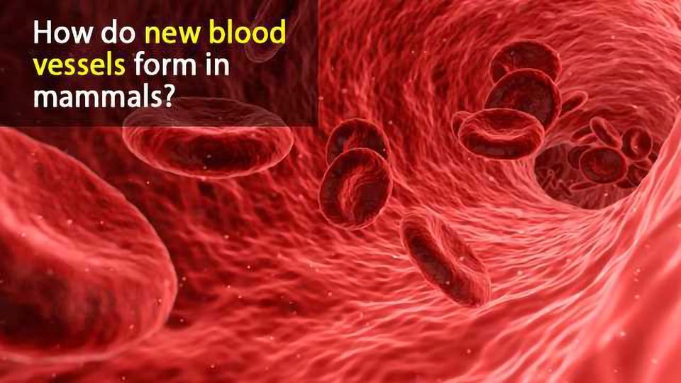 New Insights into Blood Vessel Growth | Technology Networks
