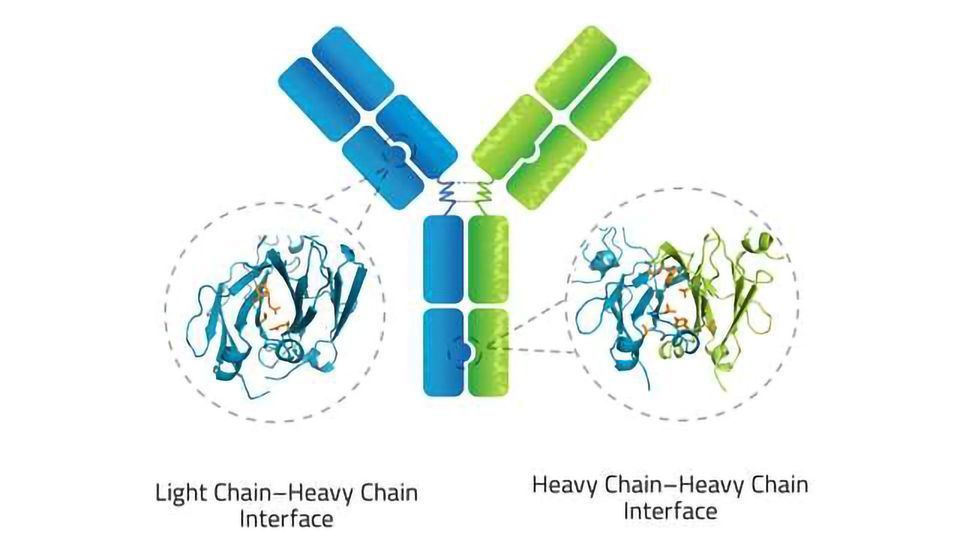 Zymeworks and Daiichi Sankyo Expand Immuno-Oncology Collaboration ...