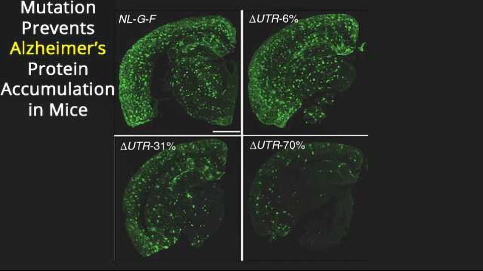 Mouse Mutation Protects Against Alzheimer's | Technology Networks
