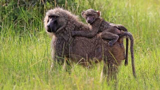 Baboon Gut Bacteria Show Antibiotic Resistance | Technology Networks