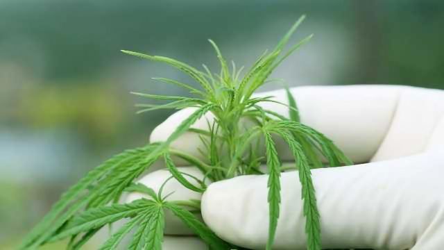 Digipath Labs Hires New Analytical Laboratory Director | Technology ...