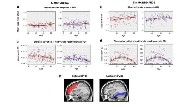 Increased Frontal Brain Activity with Age Indicates Reduced Brain ...