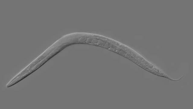 Worm Study Shows How Genes Drive Aging | Technology Networks