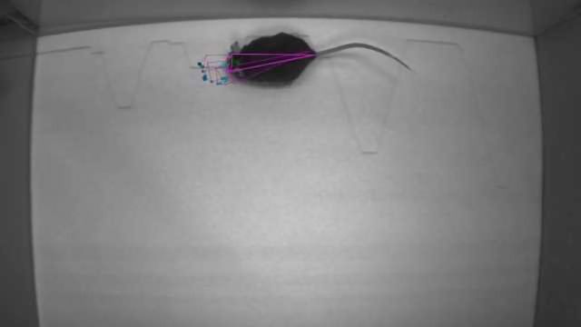 Tracking Animal Movement with Deep Learning | Technology Networks