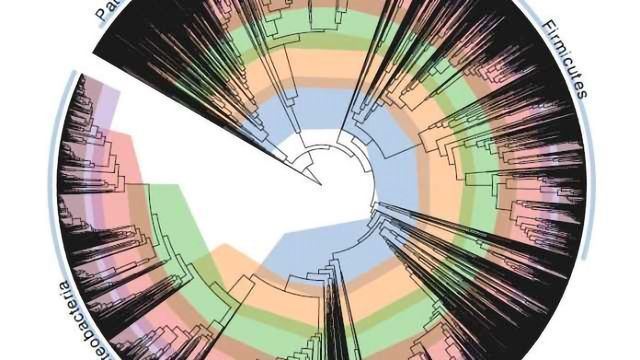 Phylogenetic Tree Of Life Poster
