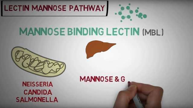 Complement System Made Easy- Immunology- Classical Alternate & Lectin ...