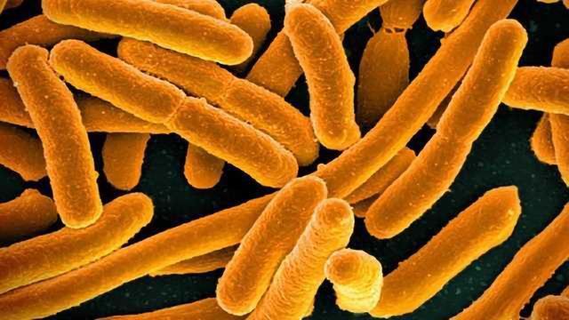 Microbial Dark Matter Dominates Earth’s Environments | Technology Networks