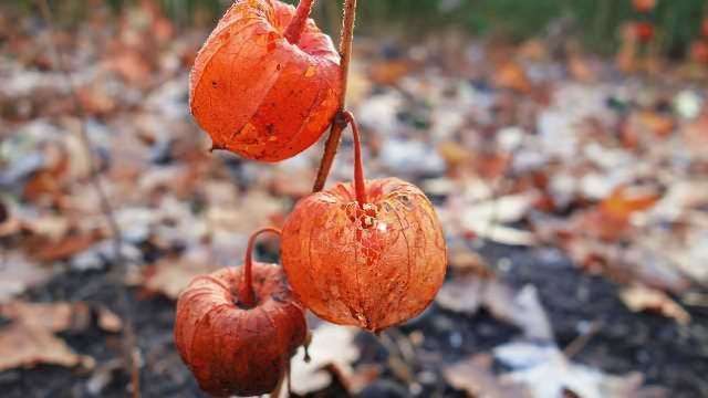 CRISPR Tames the Wild Groundcherry | Technology Networks