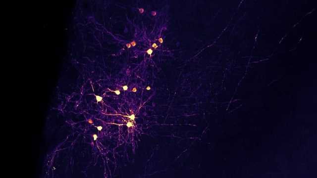 Neurons that Fire Together, Wire Together? Not Always | Technology Networks