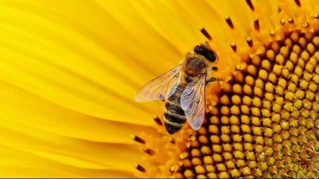 The ABCs of Artificial Bees | Technology Networks