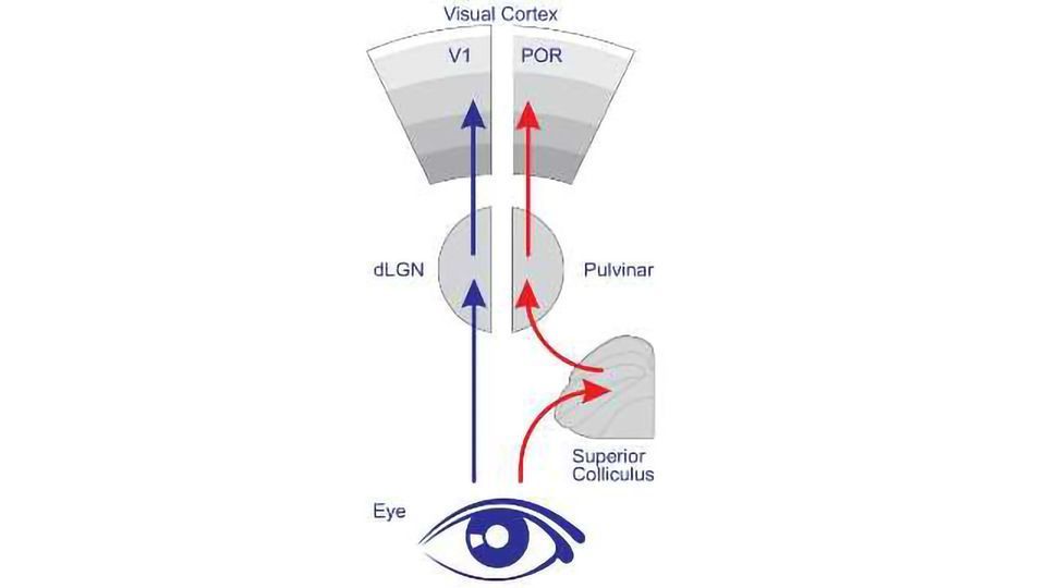 Seeing Double | Technology Networks